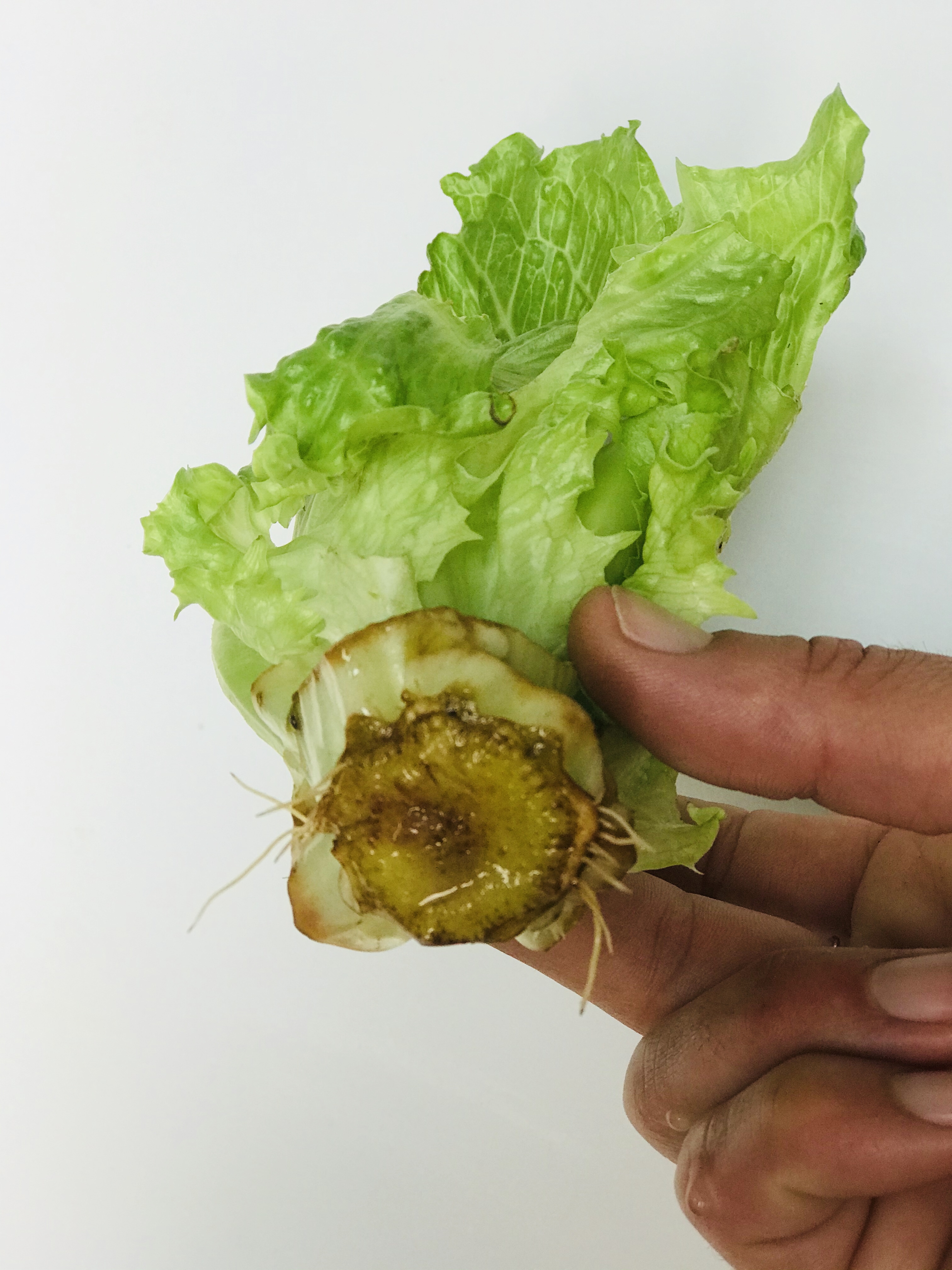 sucrines – Osez Planter Ça Pousse