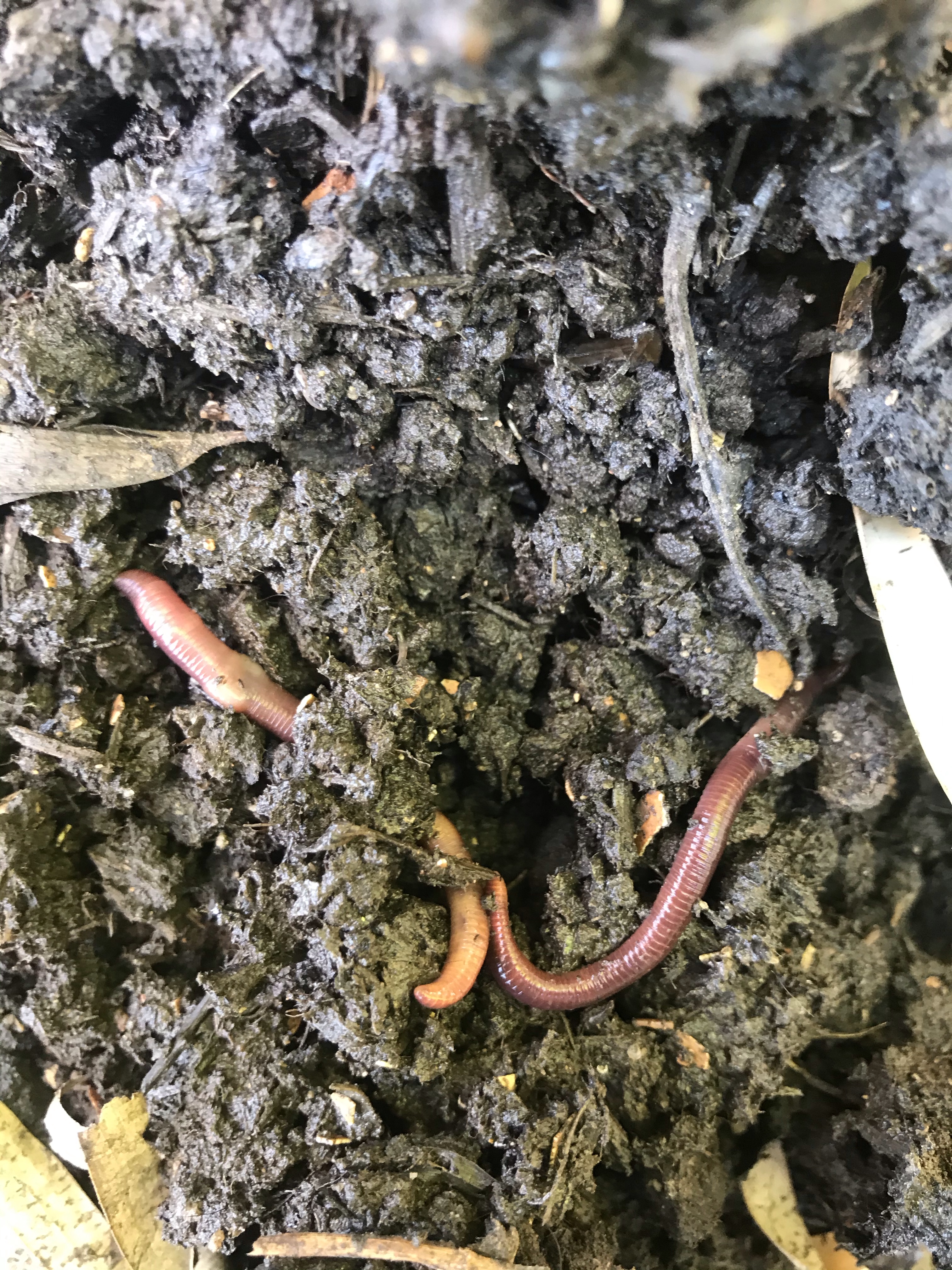 Lombrics – Osez Planter Ça Pousse