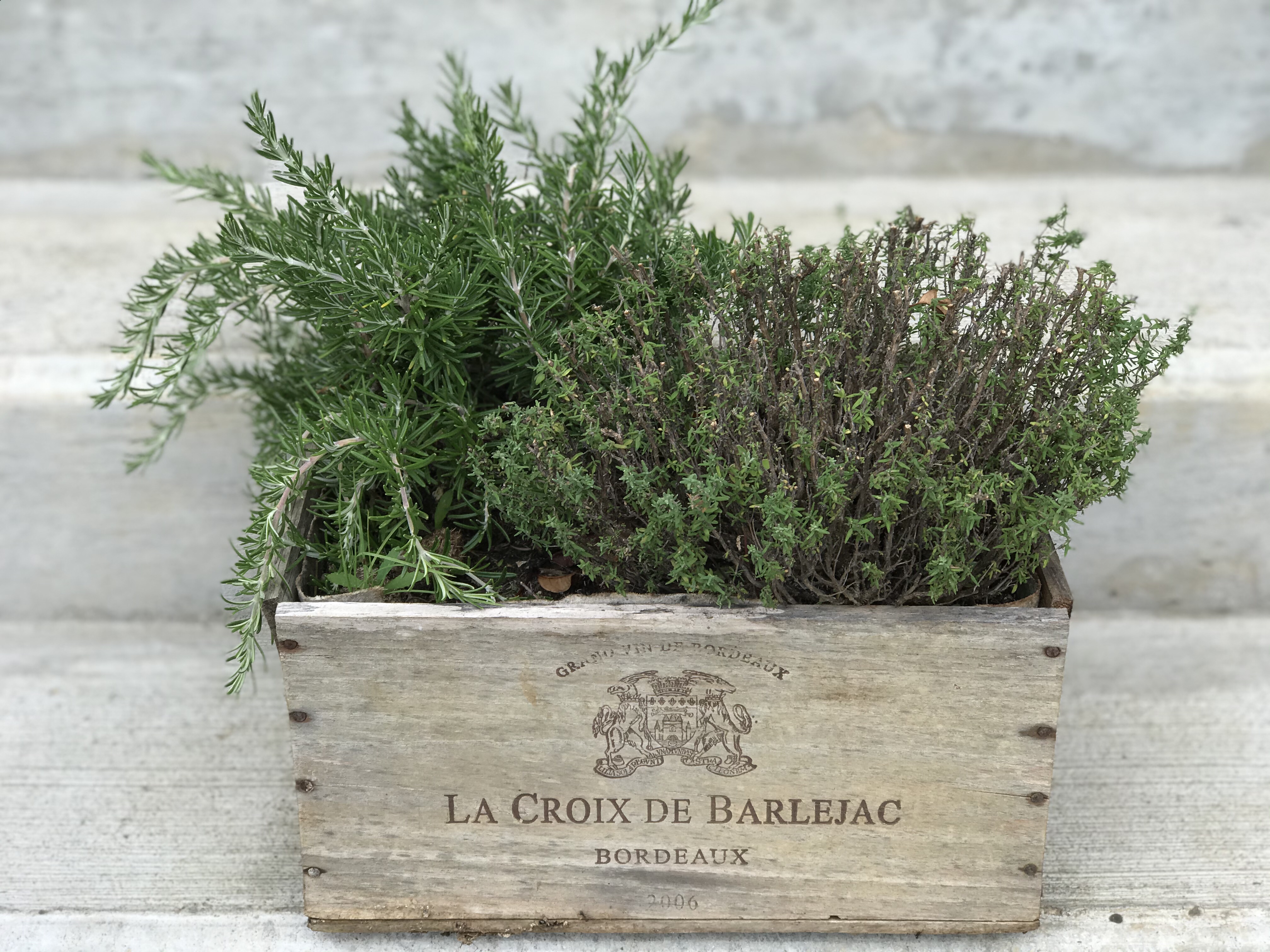 Romarin et thym – Osez Planter Ça Pousse