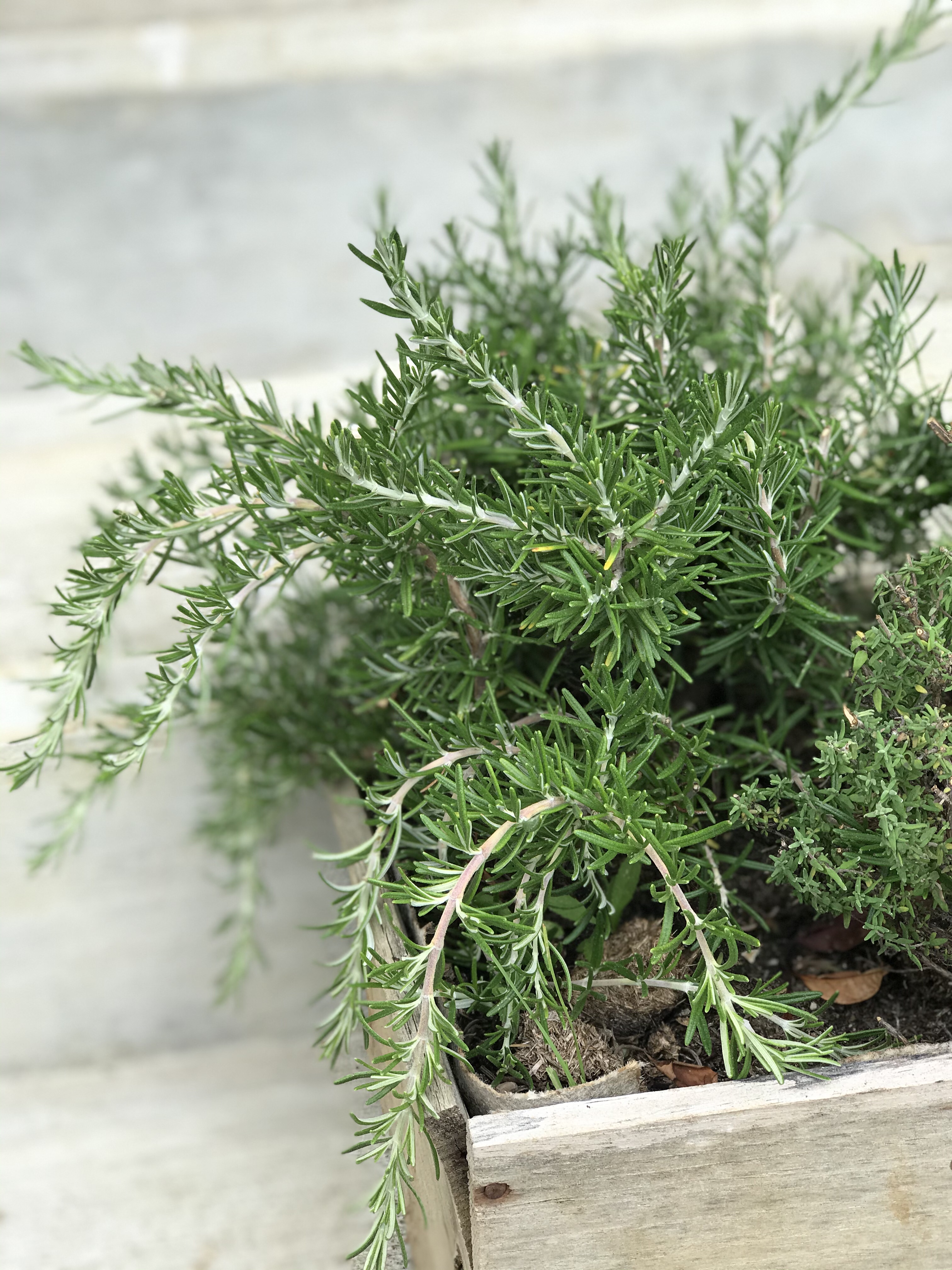 Romarin – Osez Planter Ça Pousse