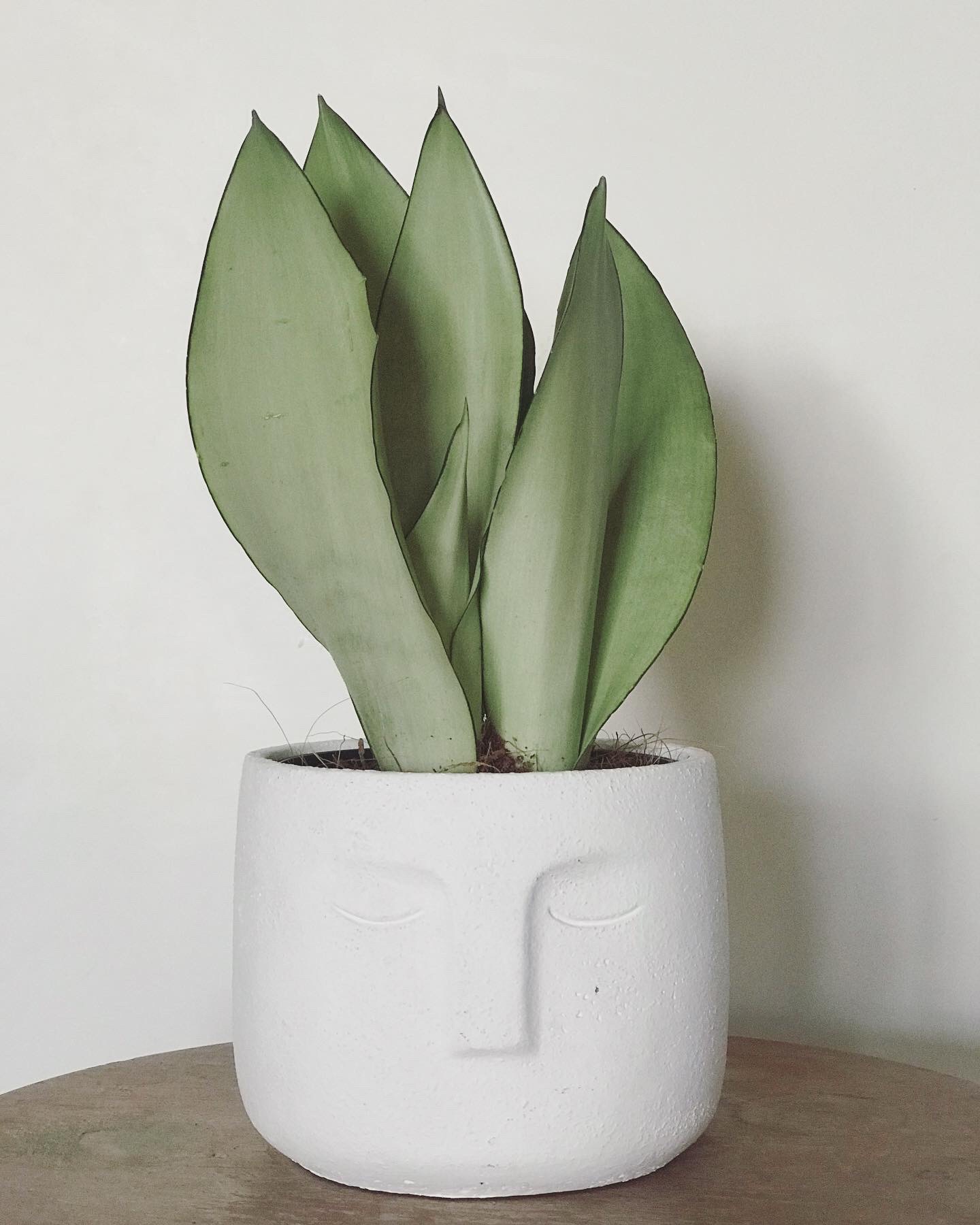 CACHE POT VISAGE – Osez Planter Ça Pousse