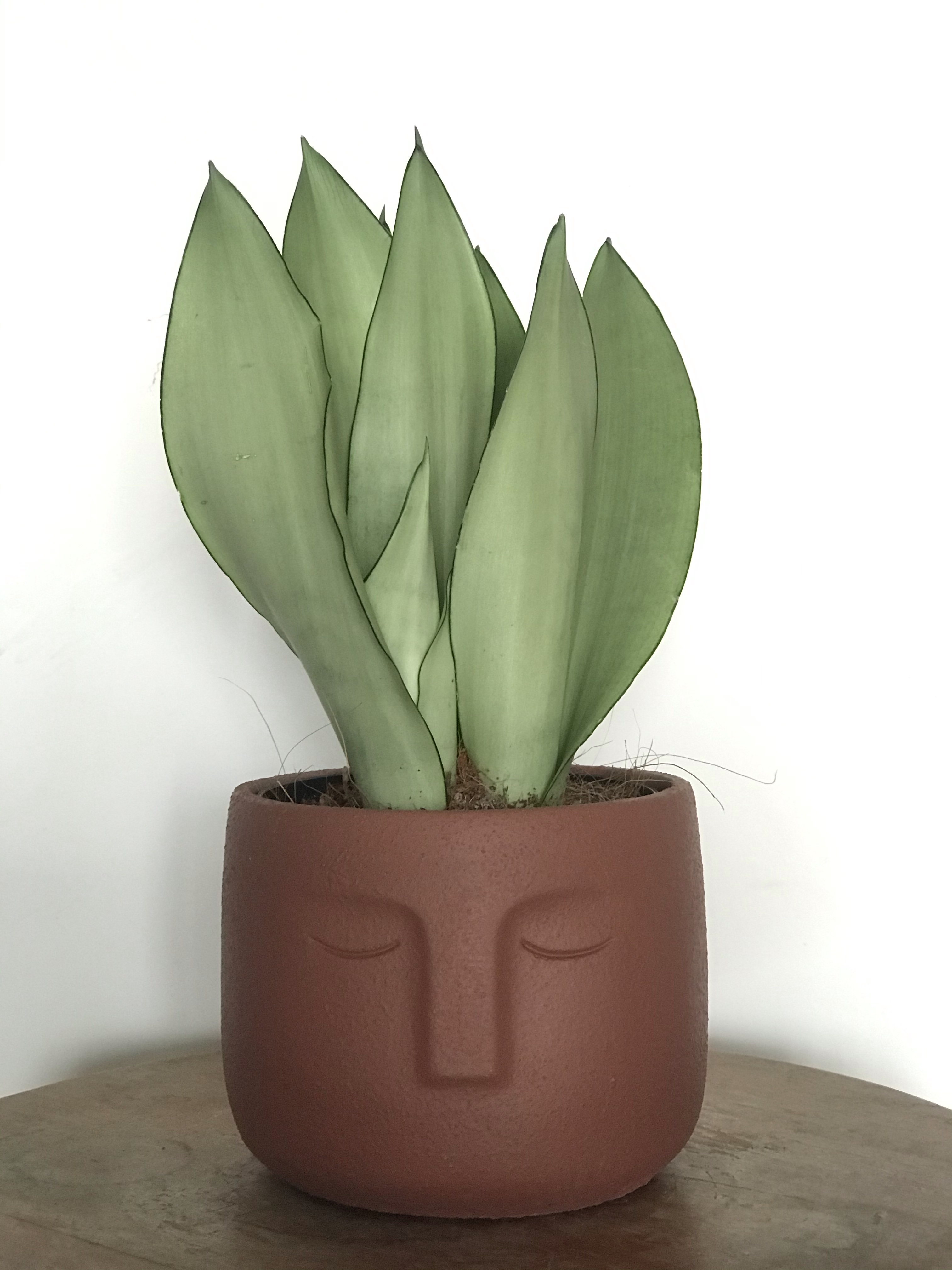 cache pot visage – Osez Planter Ça Pousse