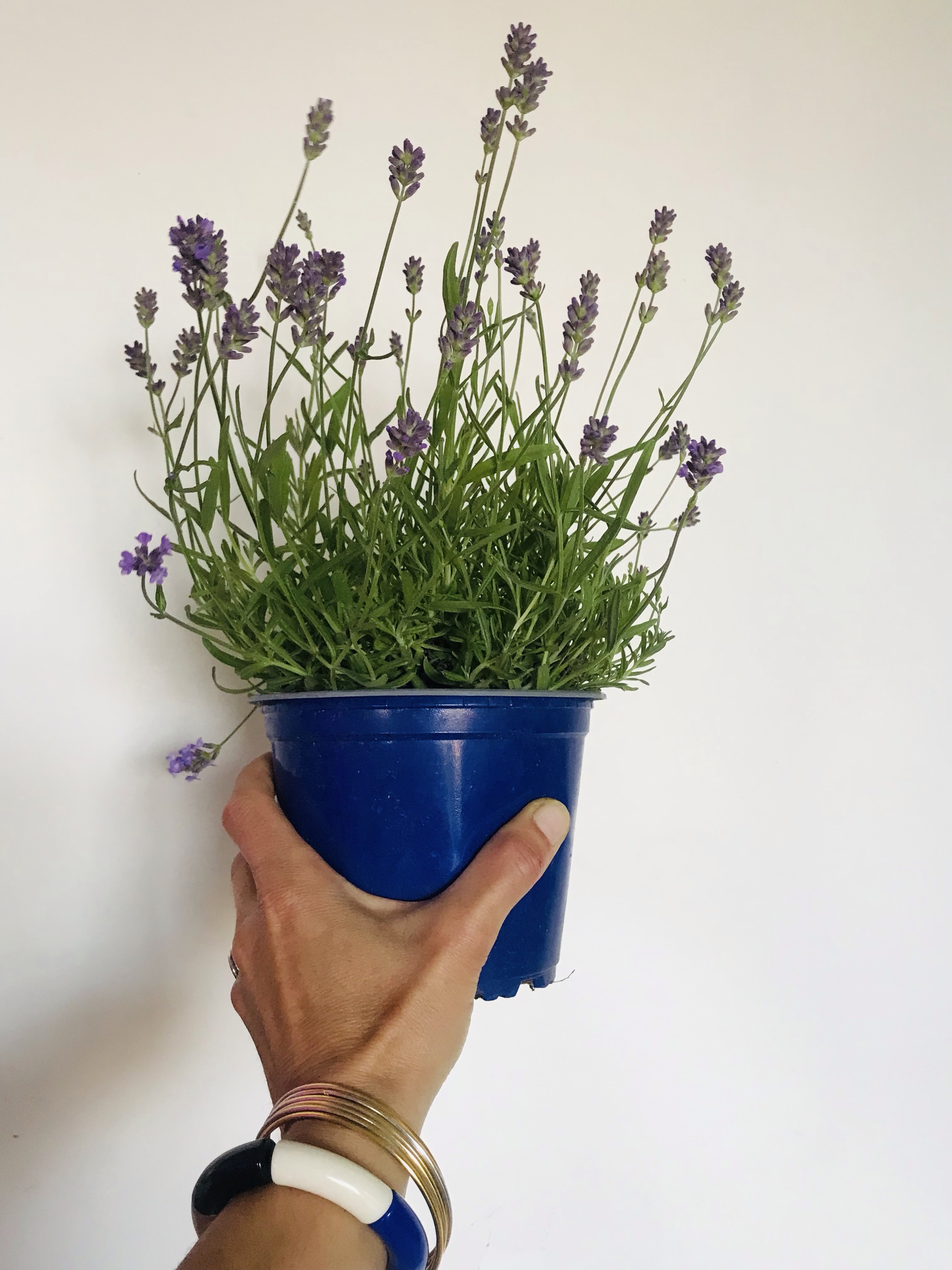 Lavande bleu – Osez Planter Ça Pousse